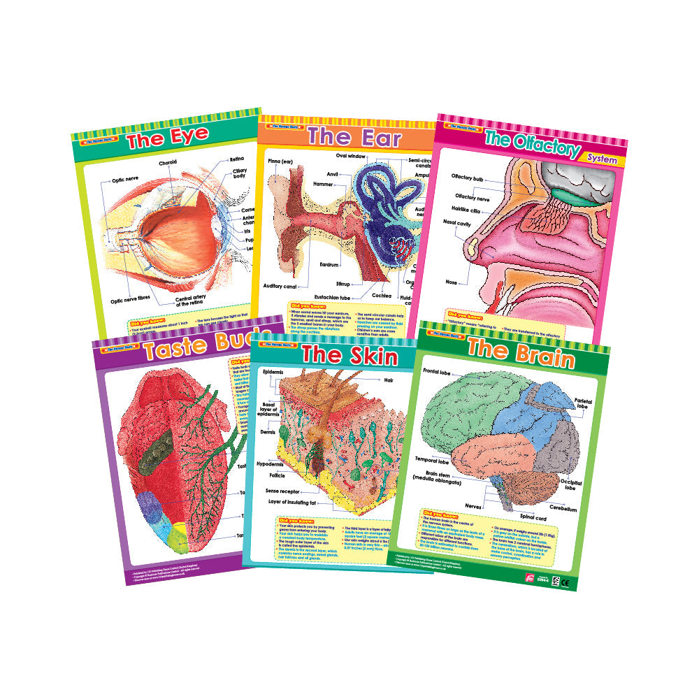 Cross Sections of Human Senses (6 Wall Charts) - Educational Wall Char